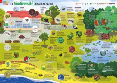 La biodiversité animale dans notre cour d'école - Profs en transition